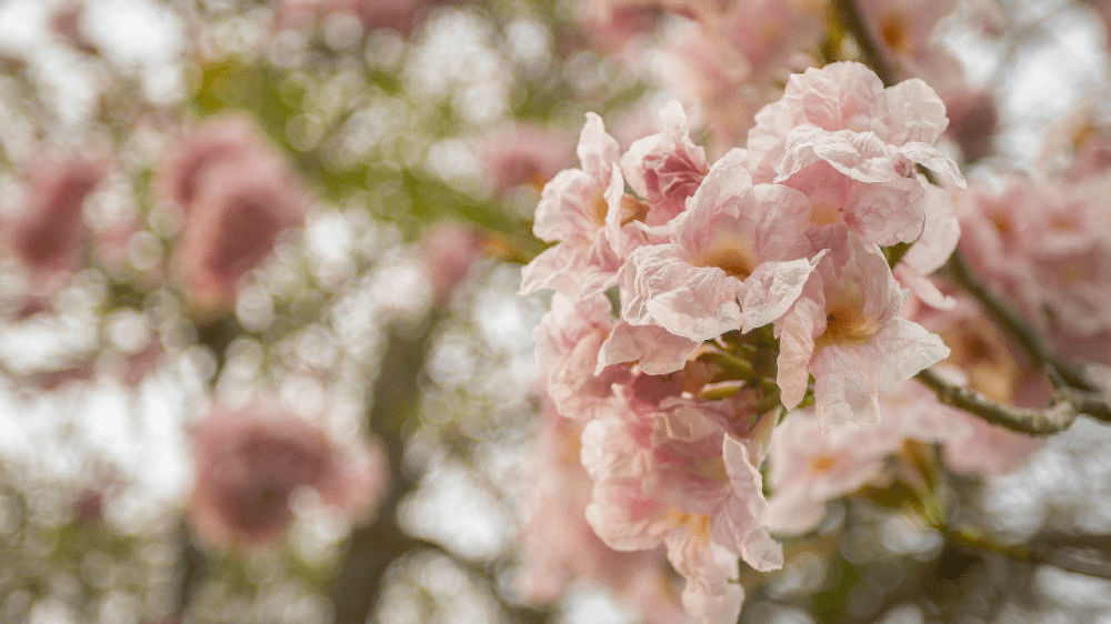 เปิดปฏิทินดอกชมพูพันธุ์ทิพย์บาน ม.เกษตรฯ กําแพงแสน ปี 2567 | SootinClaimon.Com